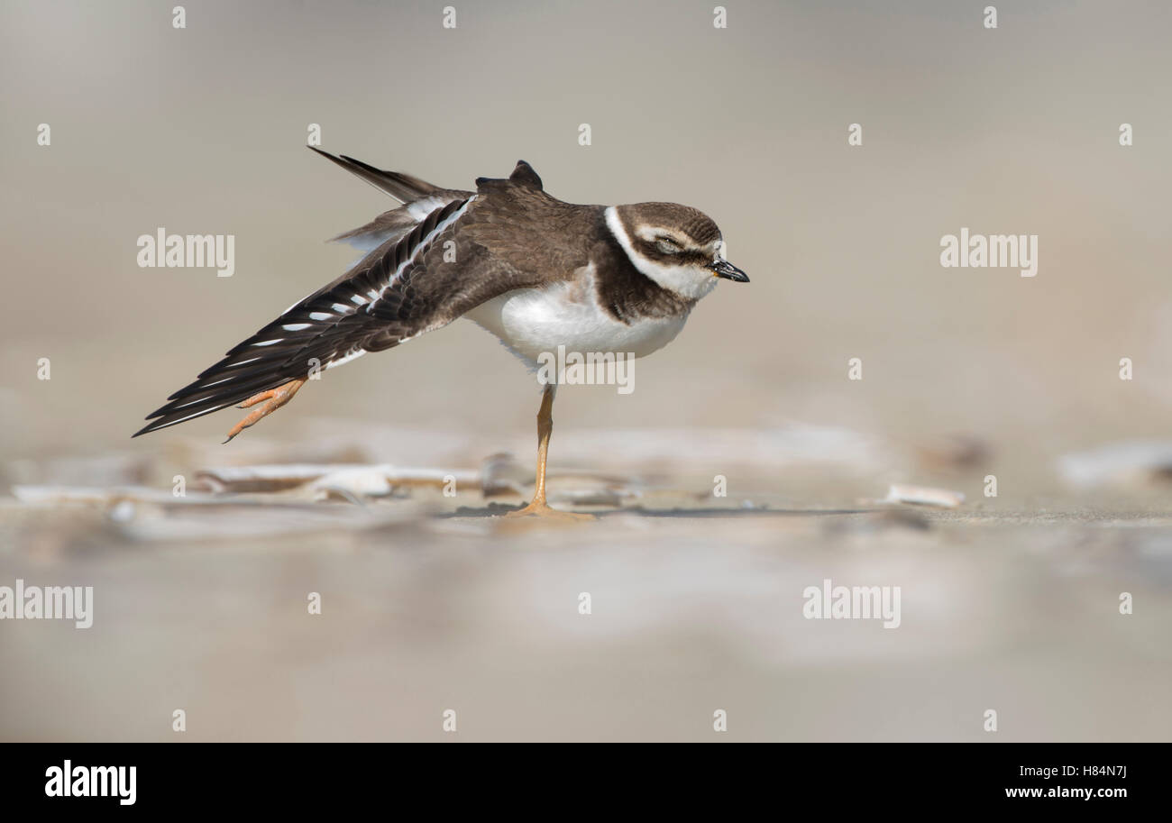 Common Ringed Plover (Charadrius hiaticula) stretching leg, Netherlands ...