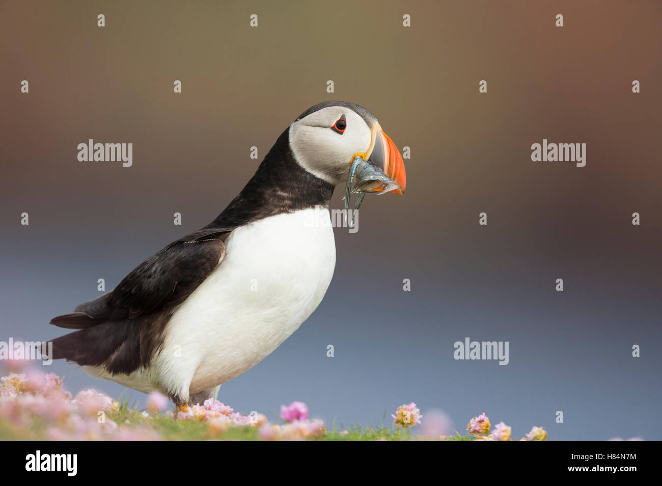 Atlantic Puffin (Fratercula arctica) with fish prey, Shetland Islands ...