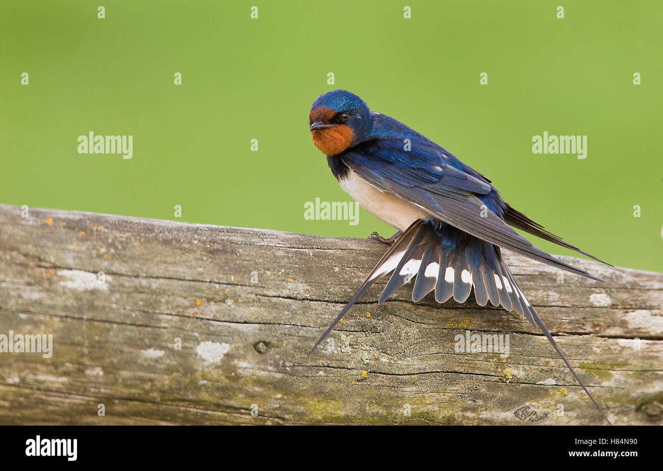 Barn Swallow (Hirundo rustica) stretching tail feathers, Utrecht ...