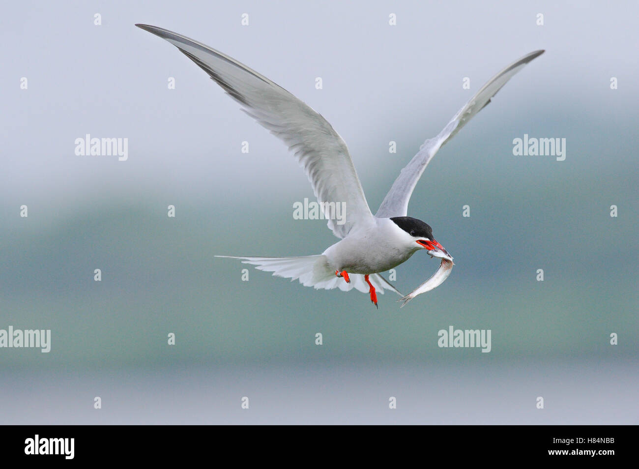 Common Tern (Sterna hirundo) flying with European Smelt (Osmerus ...