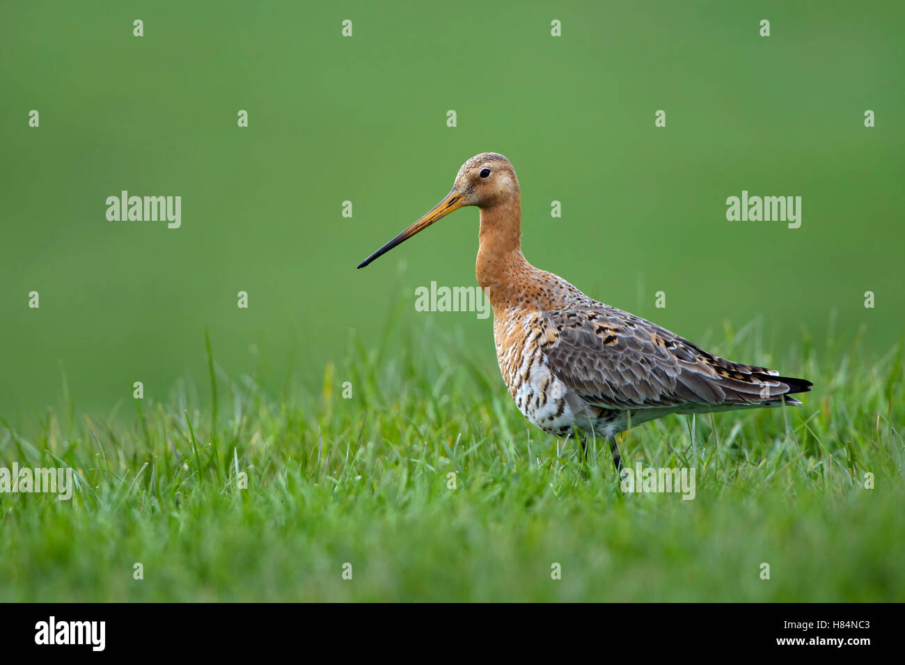 Black-tailed Godwit (Limosa limosa), Netherlands Stock Photo - Alamy