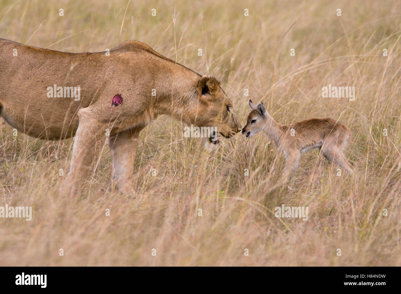 African Lion (Panthera leo) female looking at Kob (Kobus kob) calf ...