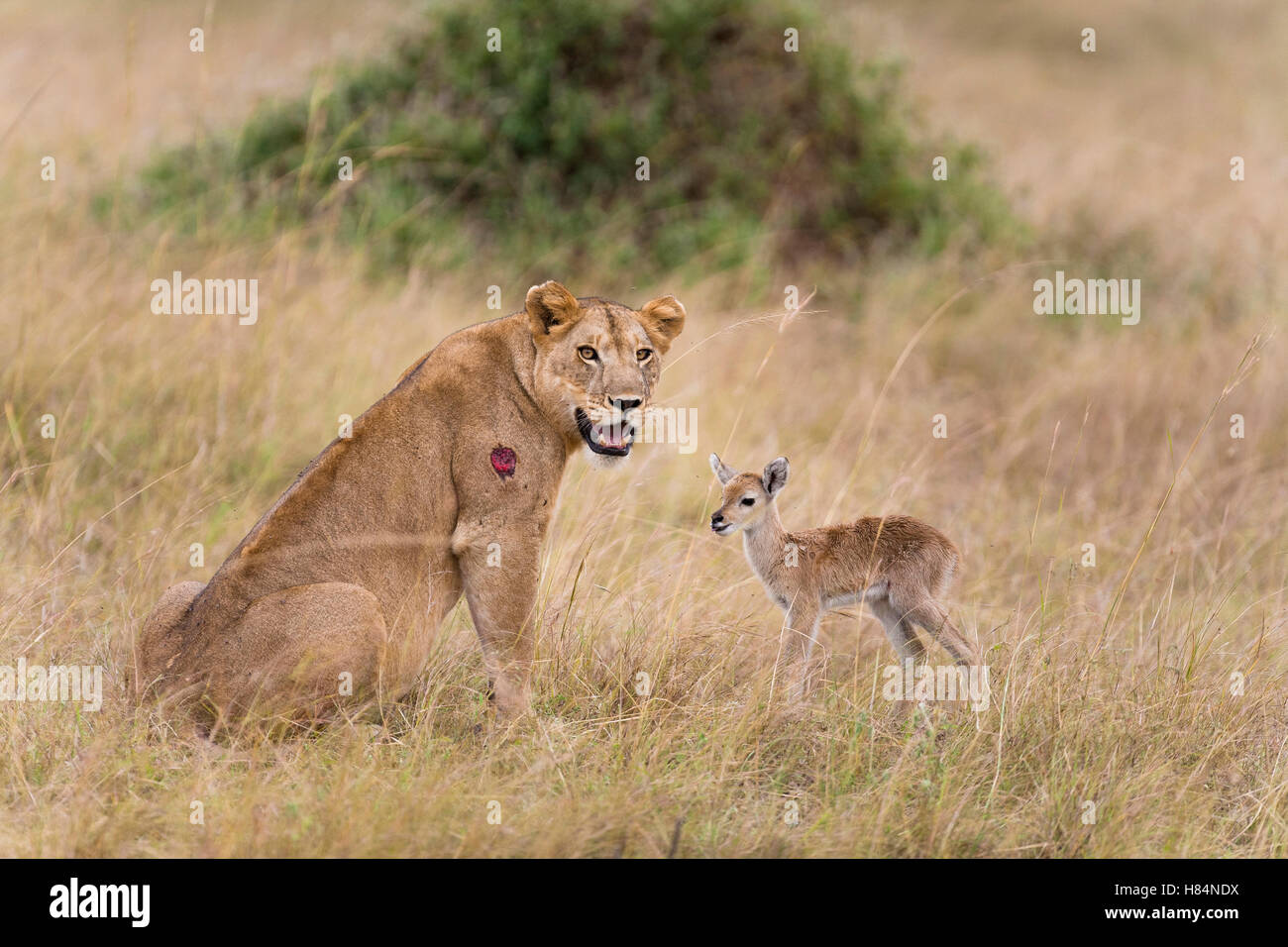 African Lion (Panthera leo) female and Kob (Kobus kob) calf, Queen ...