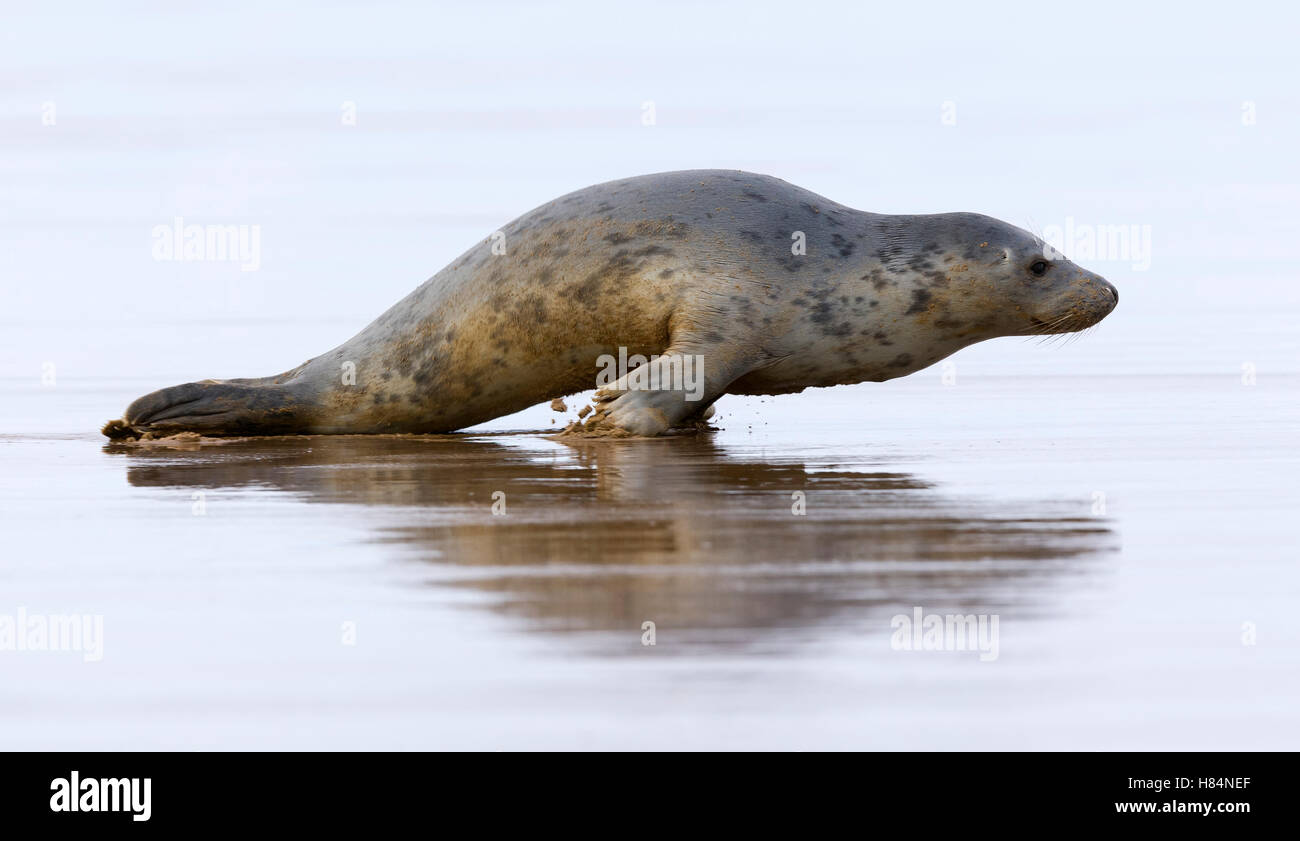 Grey Seal (Halichoerus grypus) hitching, Donna Nook, Lincolnshire ...