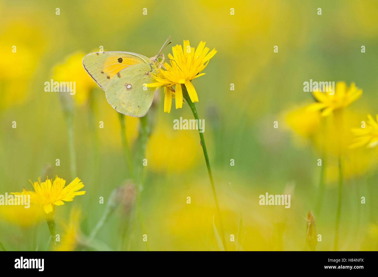 Clouded Yellow (Colias croceus) butterfly, Friesland, Netherlands Stock ...