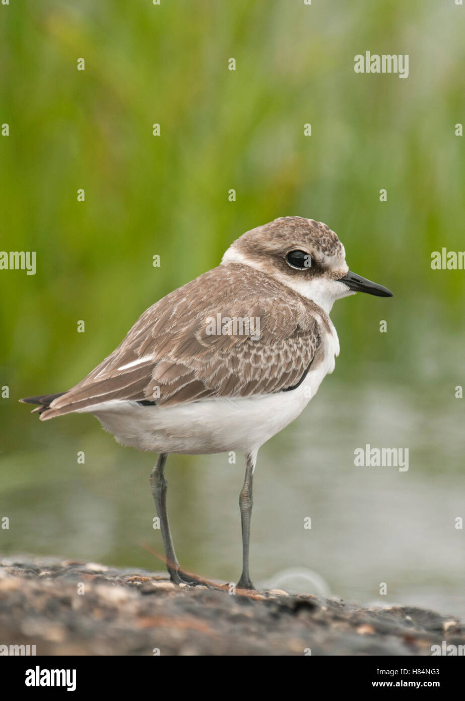 Kentish Plover (Charadrius alexandrinus), Netherlands Stock Photo - Alamy
