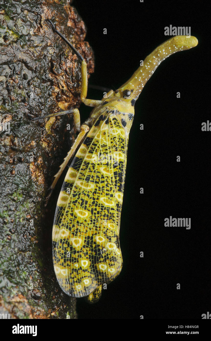 Lantern Fly (Pyrops sidereus), Gunung Mulu National Park, Malaysia ...