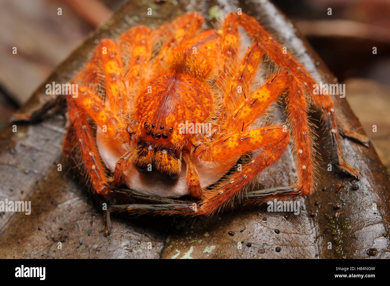 Huntsman Spider (Heteropoda sp) female clutching her egg sac, Lubang ...