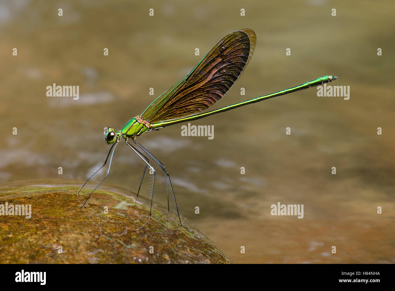 Damselfly (Neurobasis longipes) male, Lubang Buaya, Batang Ai National ...