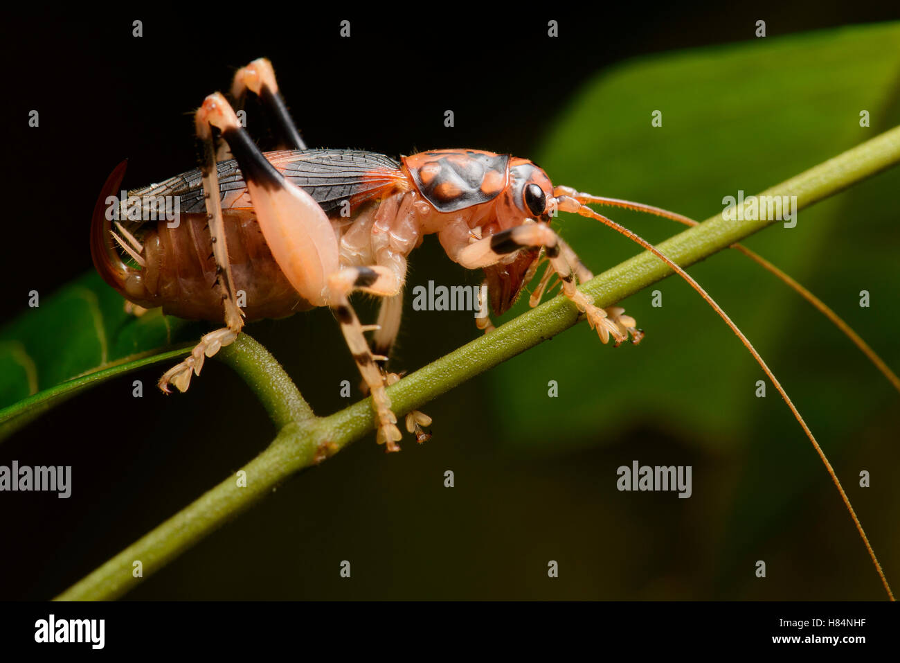 Raspy Cricket (Gryllacrididae) a nocturnal predator of soft-bodied ...