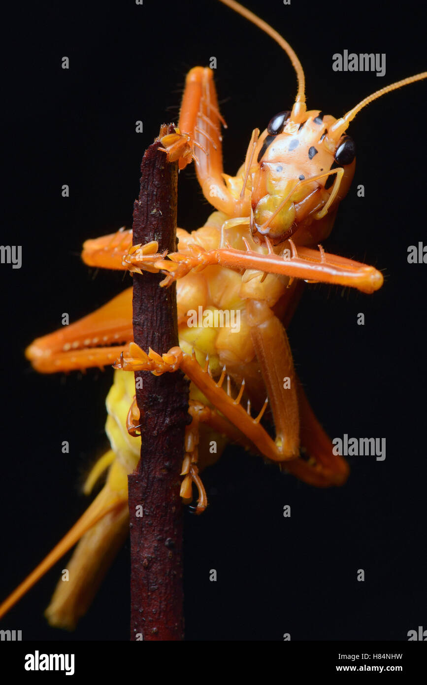 Raspy Cricket (Gryllacrididae) a nocturnal predator of soft-bodied ...