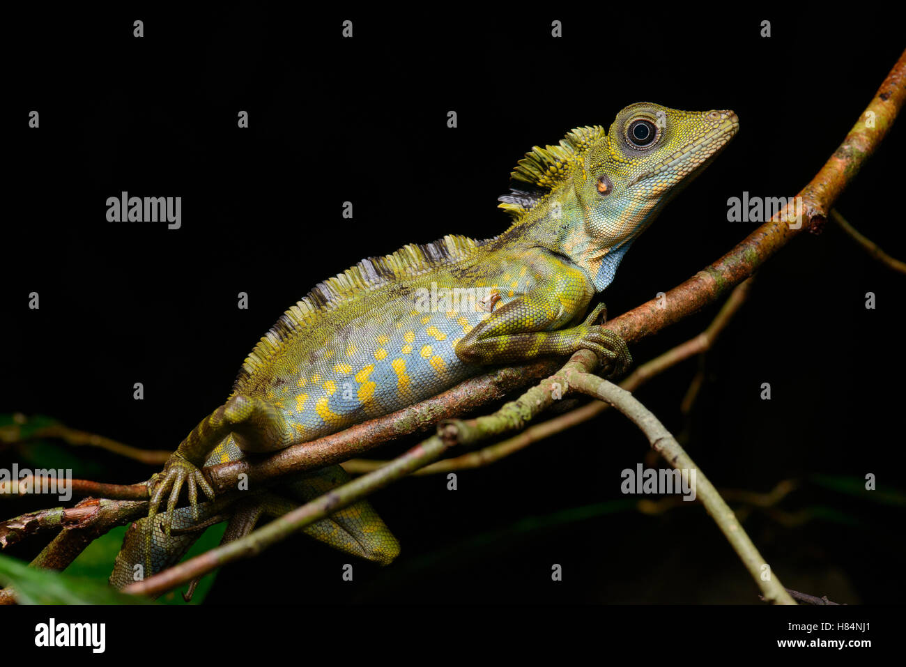 Bornean Crested Lizard (Gonocephalus grandis) male sleeping at night on ...
