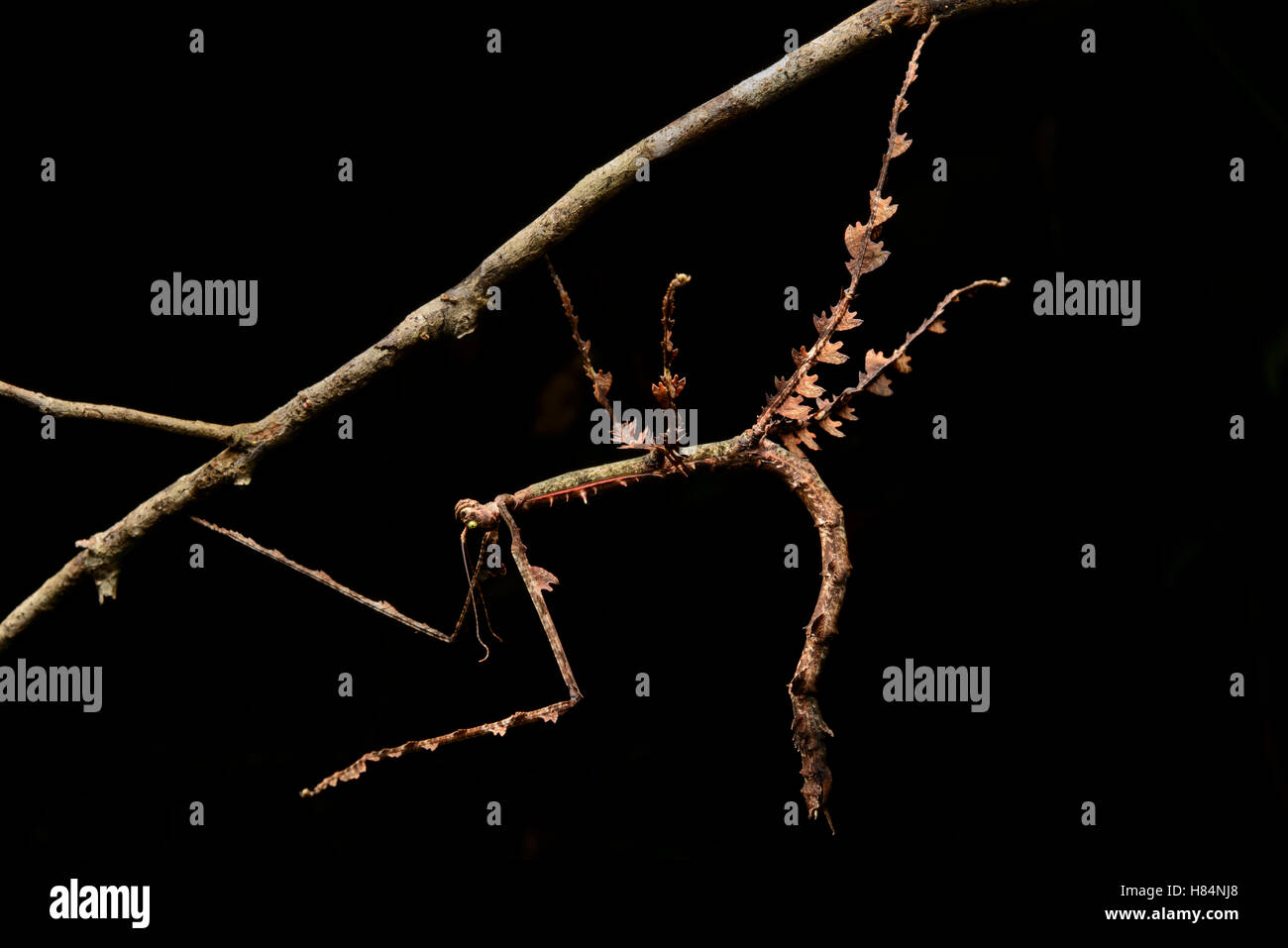 Stick Insect (Phobaeticus foliatus) female, Mount Kinabalu National ...