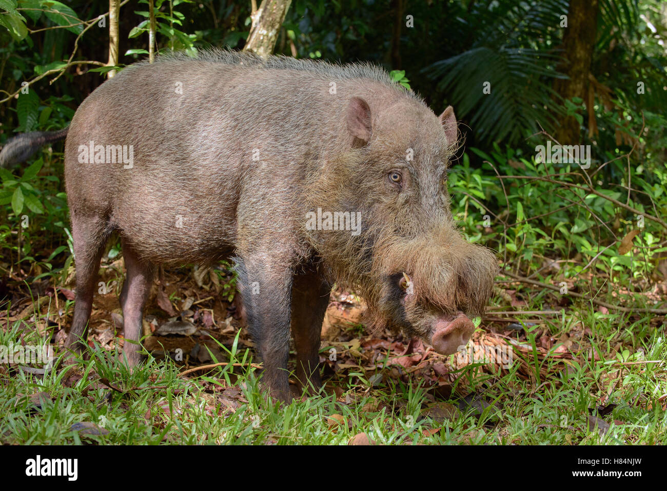 Bearded Pig (Sus barbatus) male, Bako National Park, Borneo, Malaysia ...