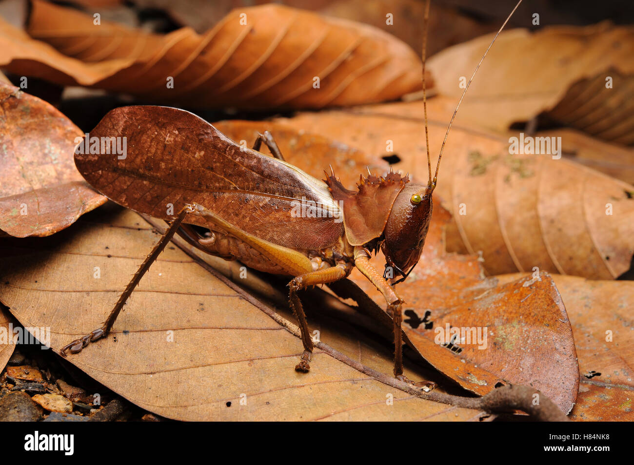 Dragon-headed Katydid (Ellatodon blanchardi) female mimicking a dead ...