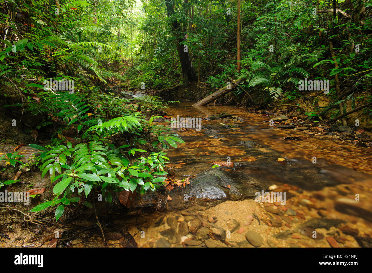 Small rocky stream amid lowland rainforest, Nanga Sumpa, Batang Ai ...