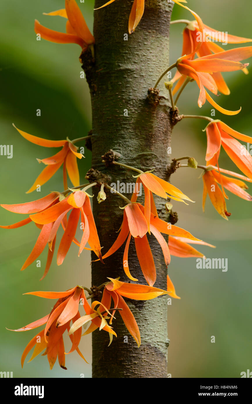 Custard Apple (Polyalthia cauliflora) showing cauliflory, a common ...