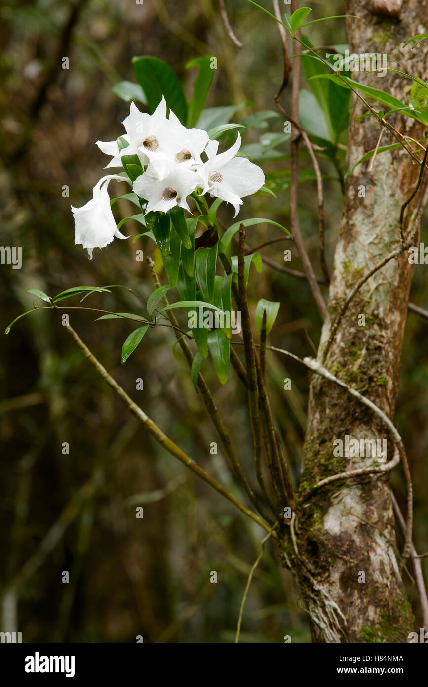 Ms. Sander's Dendrobium (Dendrobium sanderae) orchid, Mhojeg Peak ...