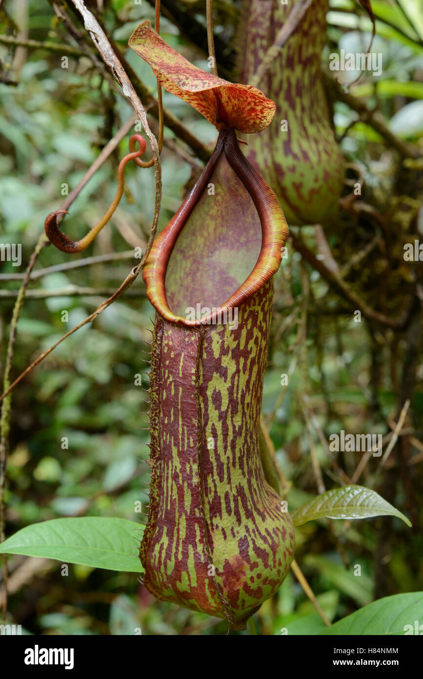 Pitcher Plant (Nepenthes alata), Mhojeg Peak, Dinalongan, Luzon Island ...
