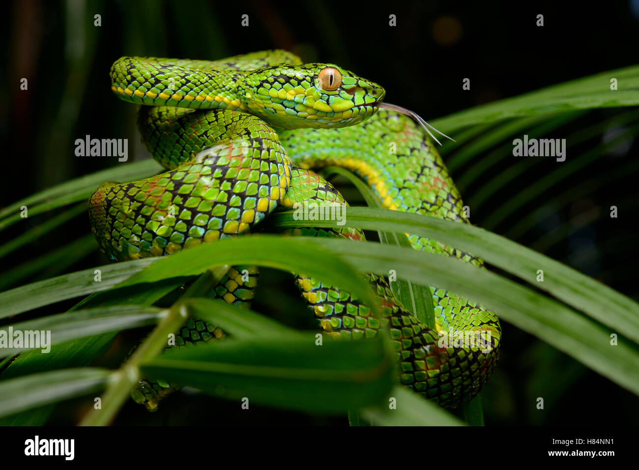 Schultz' Pit Viper (Trimeresurus schultzei), Thumb Peak, Palawan Island ...