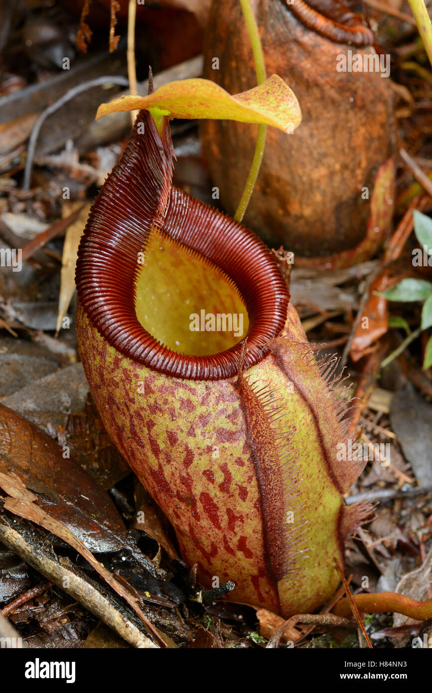 Pitcher Plant (Nepenthes leonardoi) an extremely narrow-range endemic ...