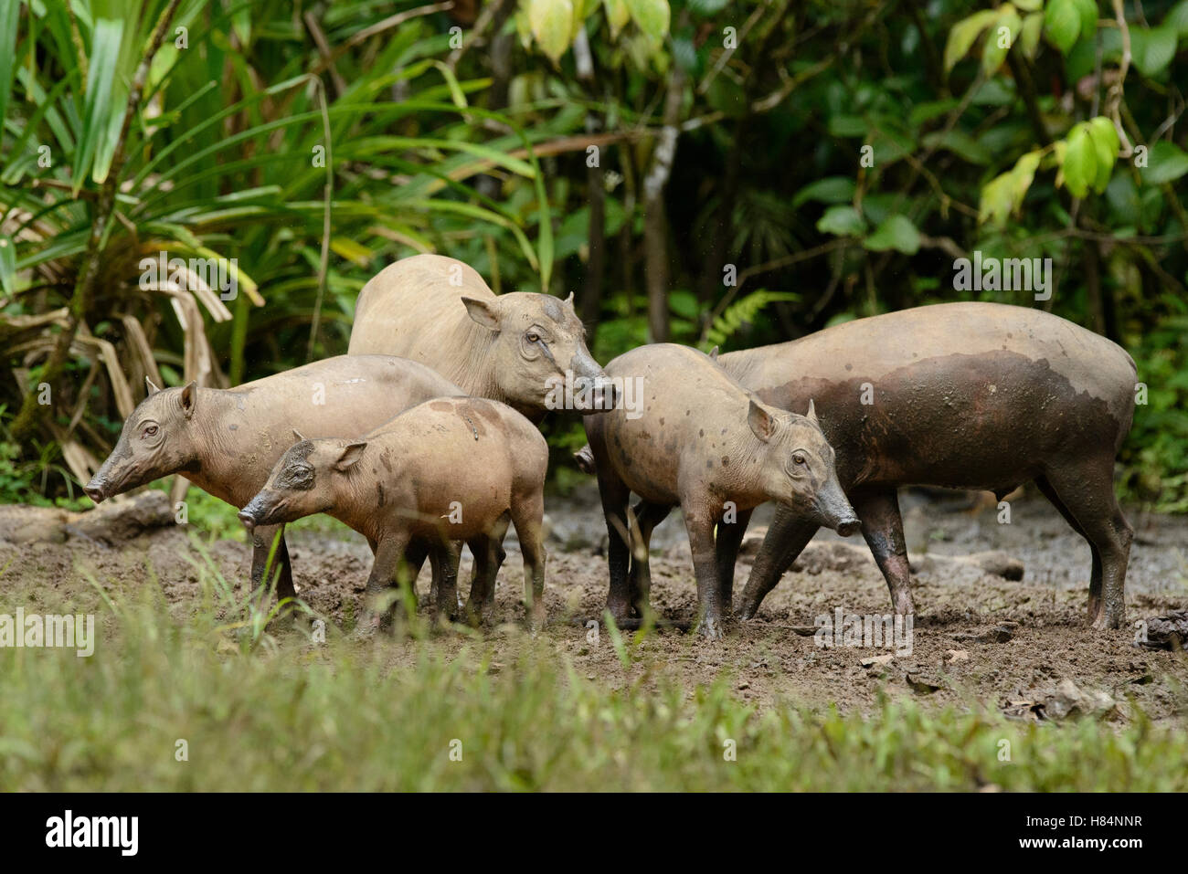 North Sulawesi Babirusa (Babyrousa celebensis) female with offspring ...