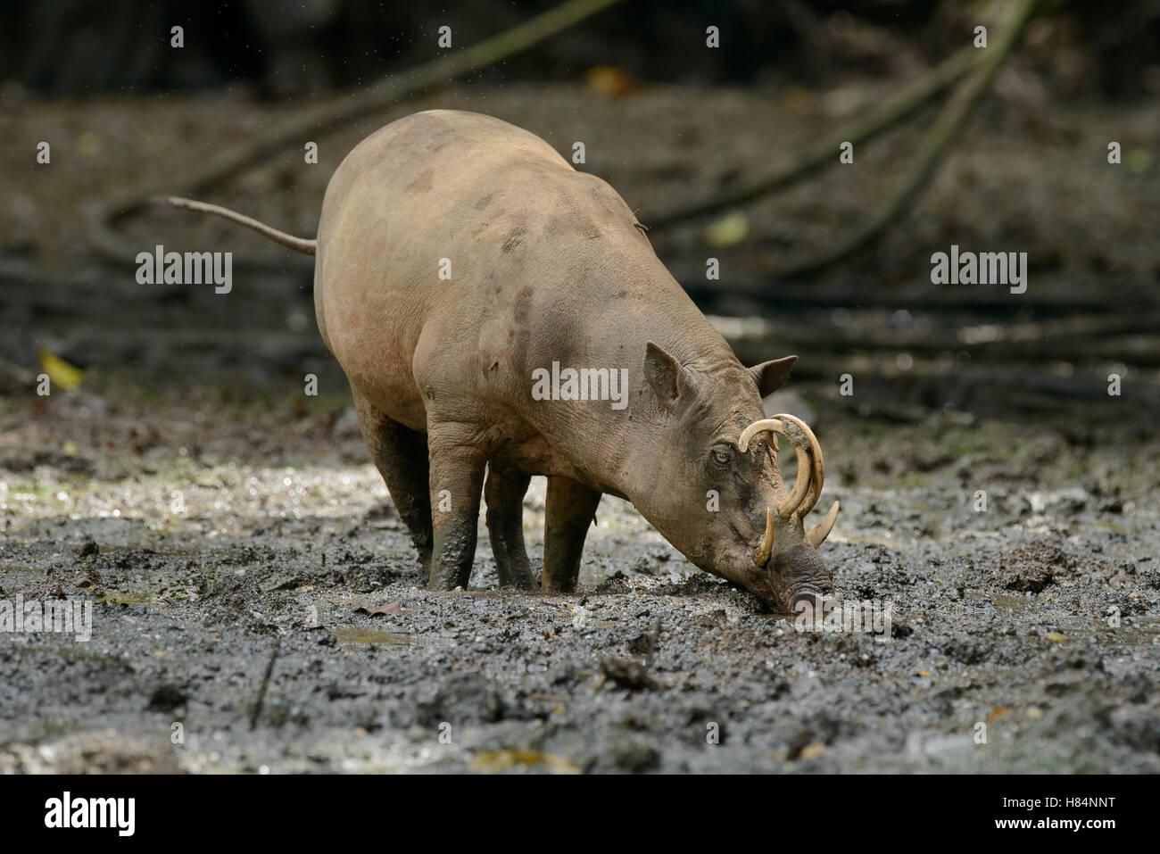 North Sulawesi Babirusa (Babyrousa celebensis) male, Nantu Wildlife ...
