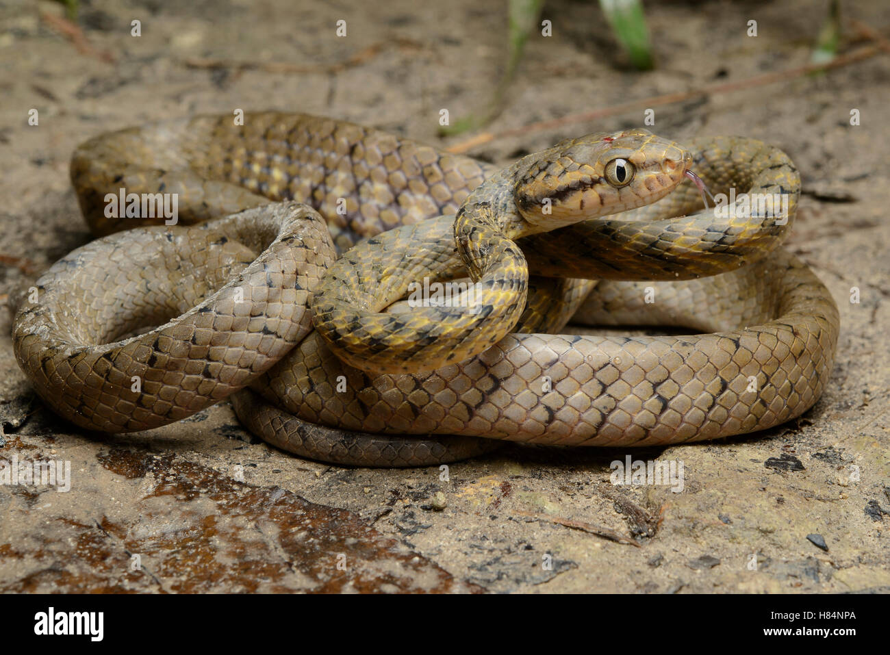 Brown Tree Snake (Boiga irregularis), Weda Bay, Halmahera, Sulawesi ...