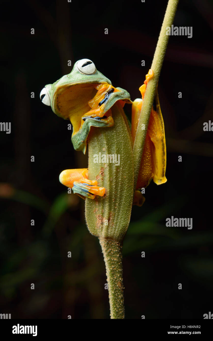 Bornean Smaller Flying Frog (Rhacophorus borneensis) only descends to ...