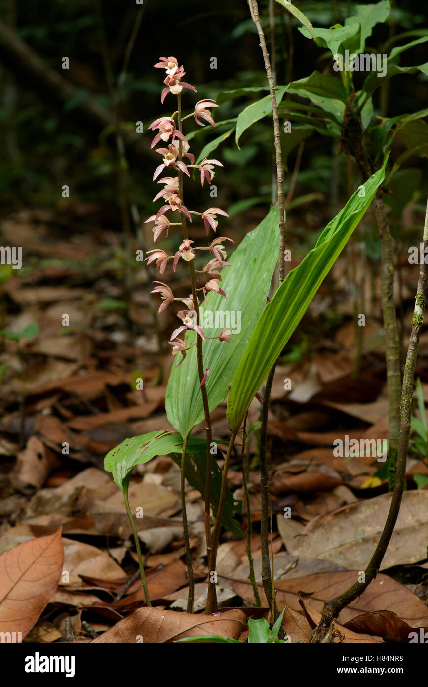 Orchid (Tainia paucifolia), Nanga Sumpa, Batang Ai National Park ...