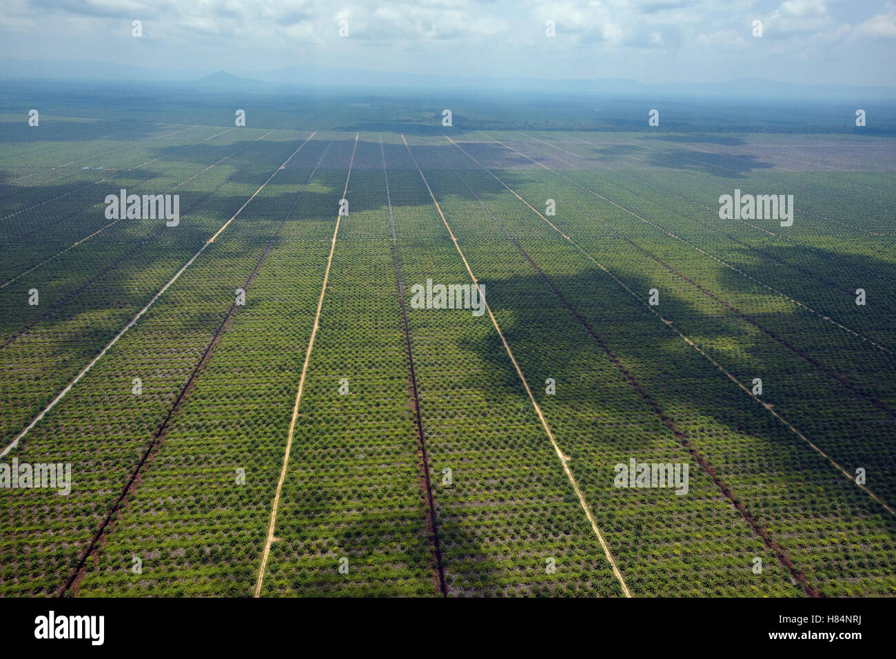 Oil palm plantations made profitable by demand from foreign industries ...
