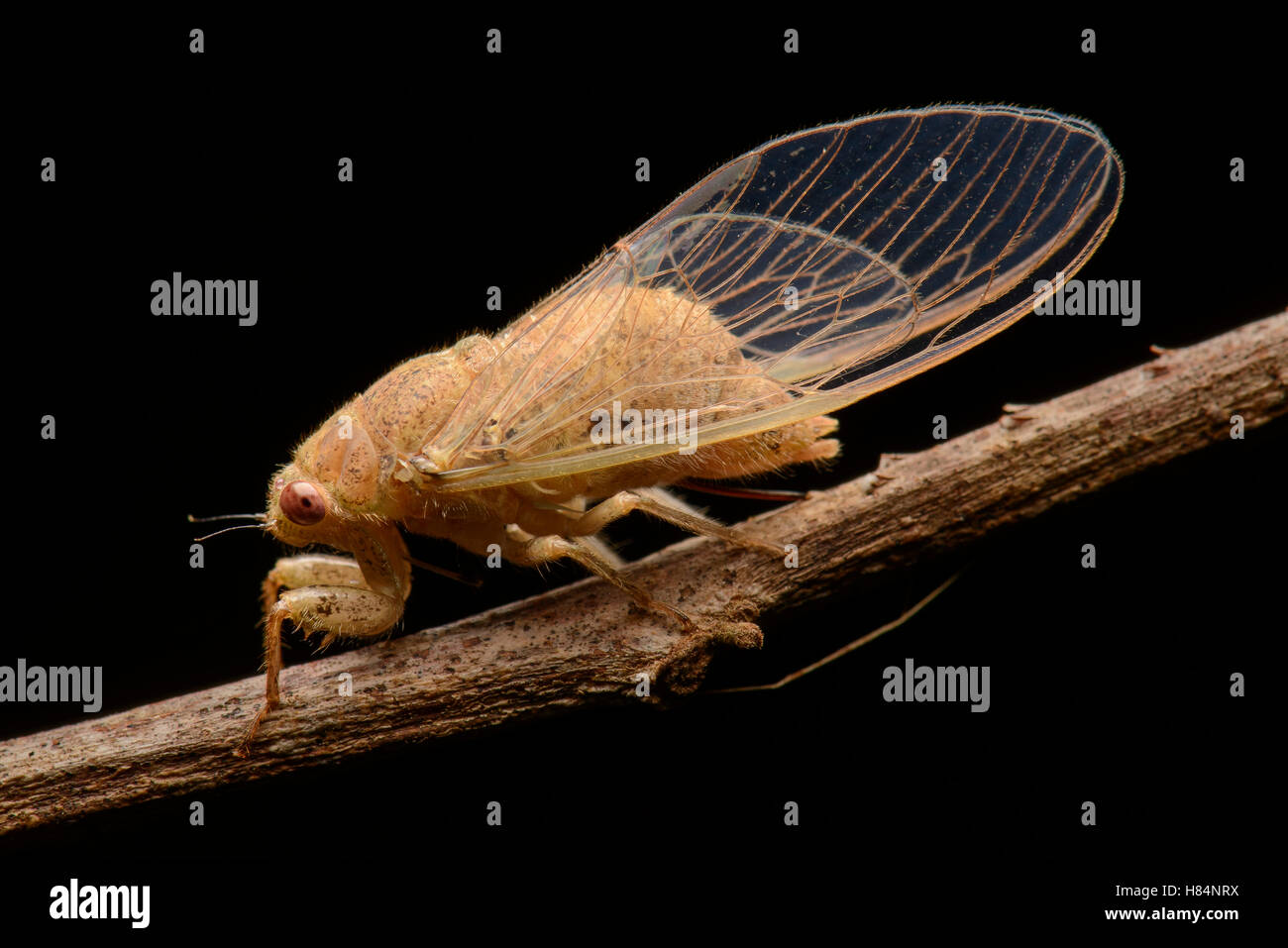 Cicada (Baeturia sp), Wailebet, Batanta Island, Indonesia Stock Photo ...