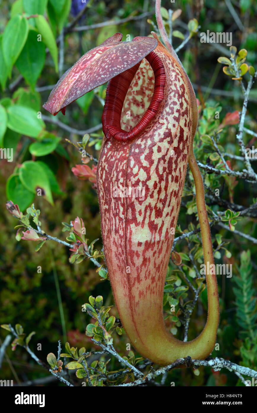 Pitcher Plant (Nepenthes klossi), an extremely rare species ...