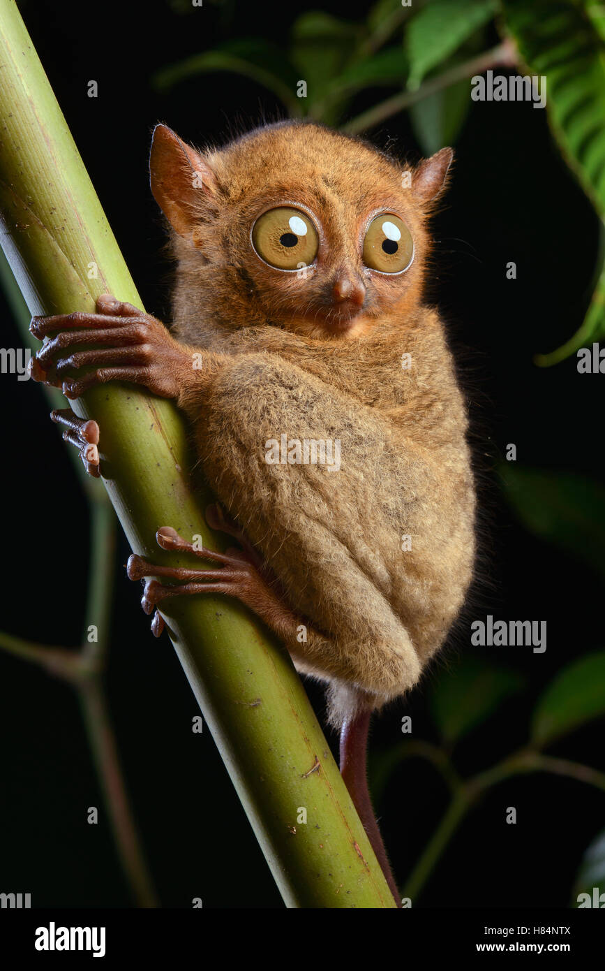 Horsfield's Tarsier (Cephalopachus bancanus borneanus) a small ...