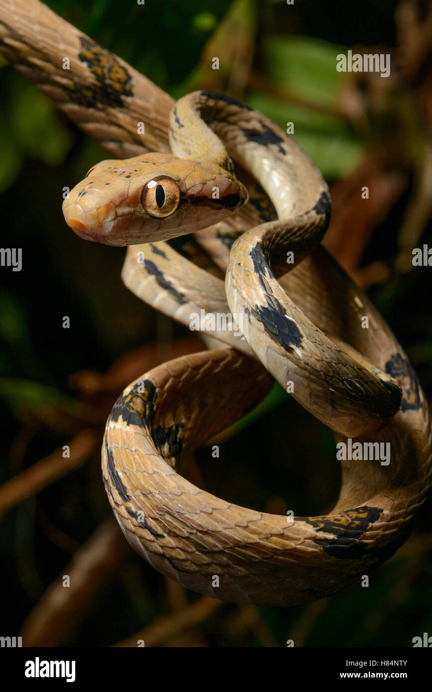 Dog-toothed Cat Snake (Boiga cynodon) a predator with exceptionally ...