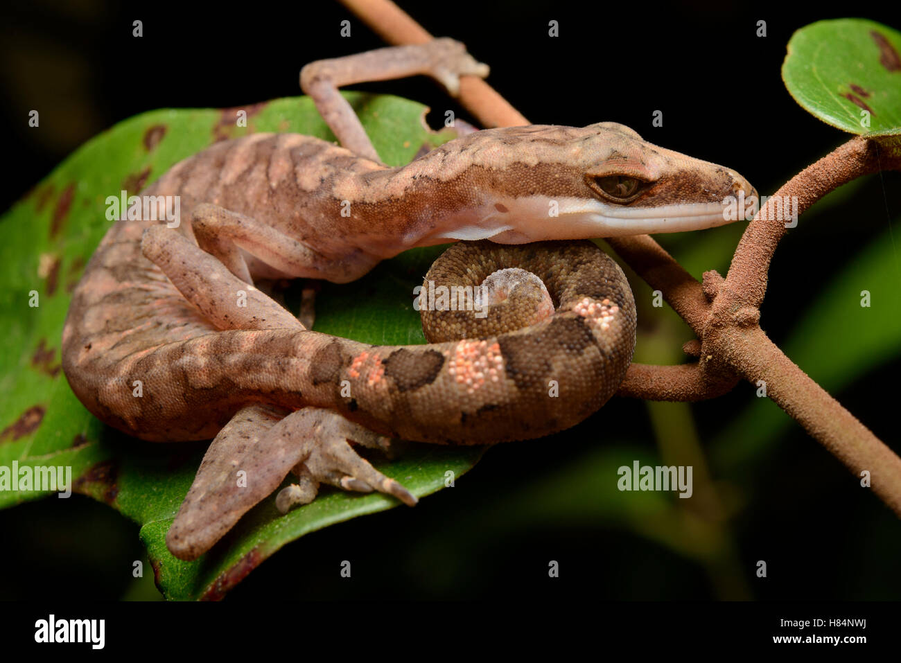 Cat Gecko (Aeluroscalabotes felinus) named for its tail-curling habit ...