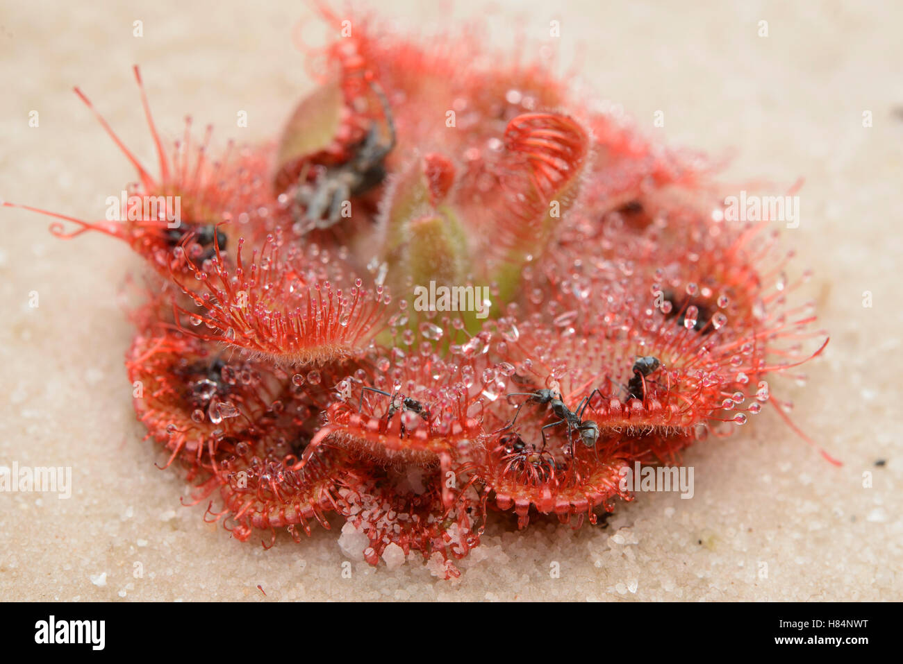Sundew (Drosera burmannii) with trapped prey, Bokor National Park ...