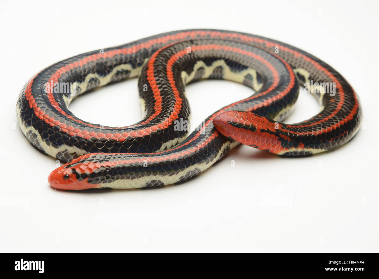 Blanford's Pipe Snake (Cylindrophis lineatus) raising its tail which is ...