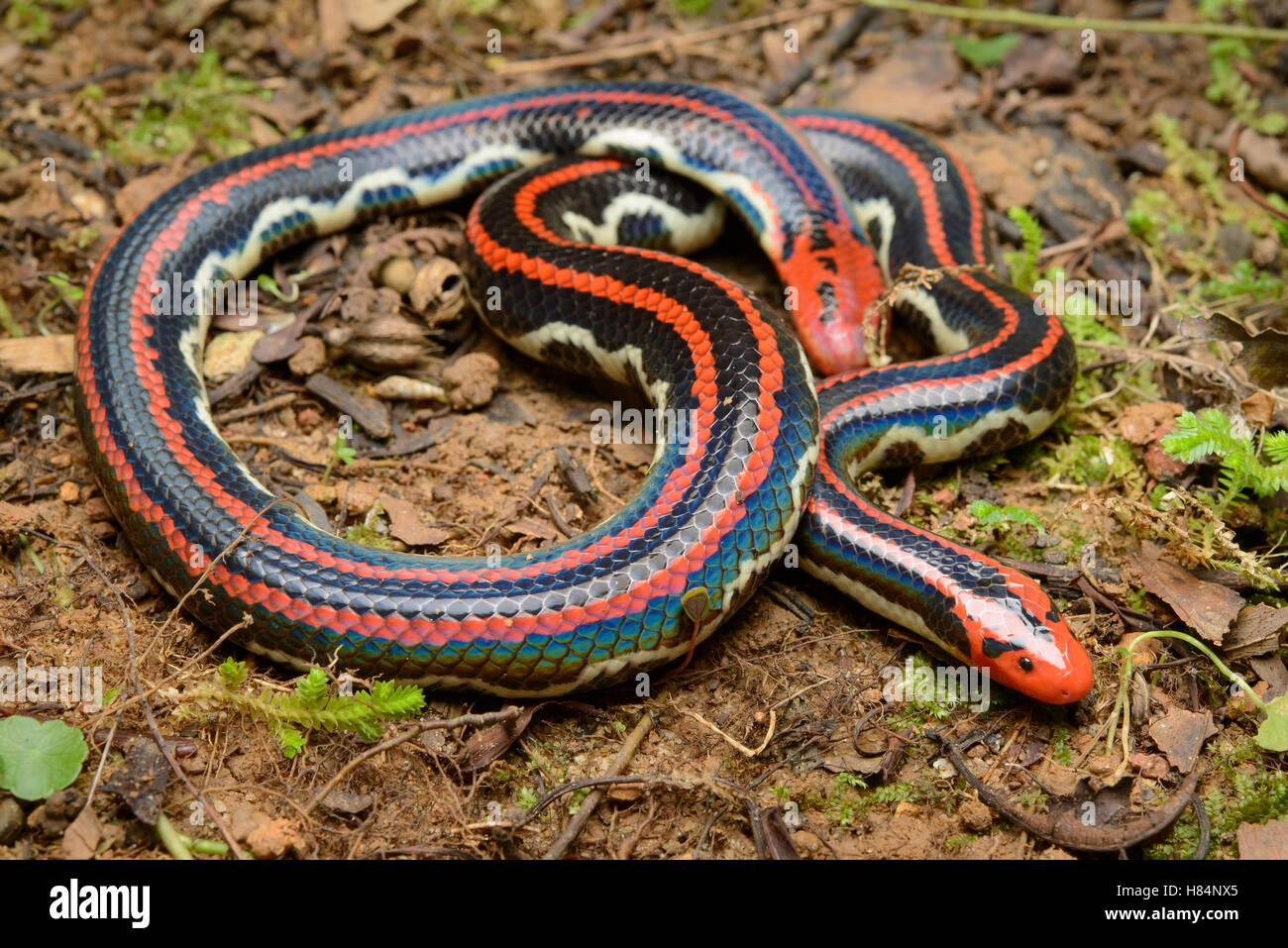 Blanford's Pipe Snake (Cylindrophis lineatus) raising its tail which is ...