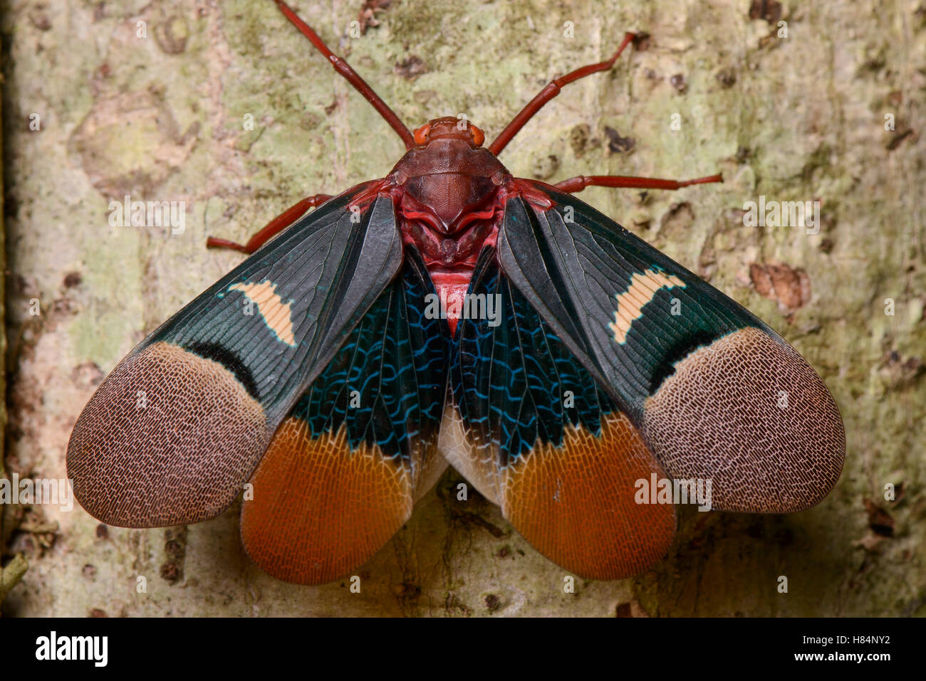 Fulgorid Planthopper (Scamandra thetis), Tangkoko Nature Reserve ...