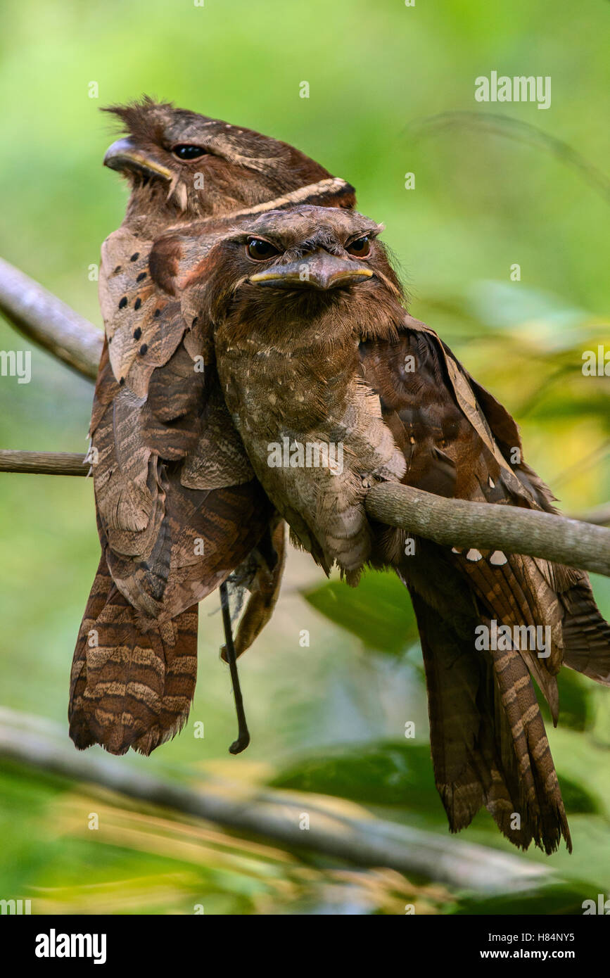 Dulit Frogmouth (Batrachostomus harterti) pair roosting by day, Borneo ...