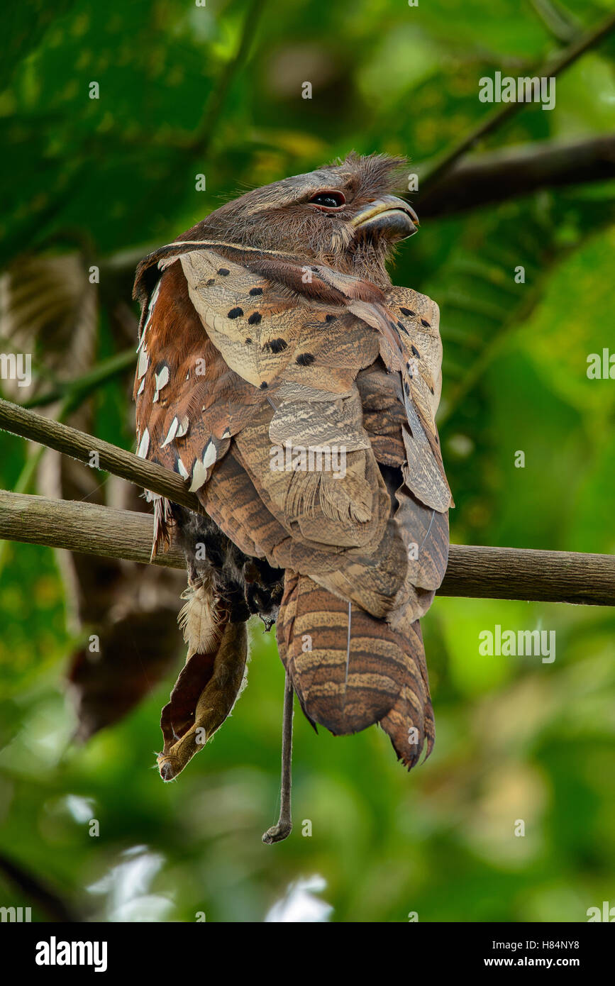 Dulit Frogmouth (Batrachostomus harterti), Borneo, Malaysia Stock Photo ...