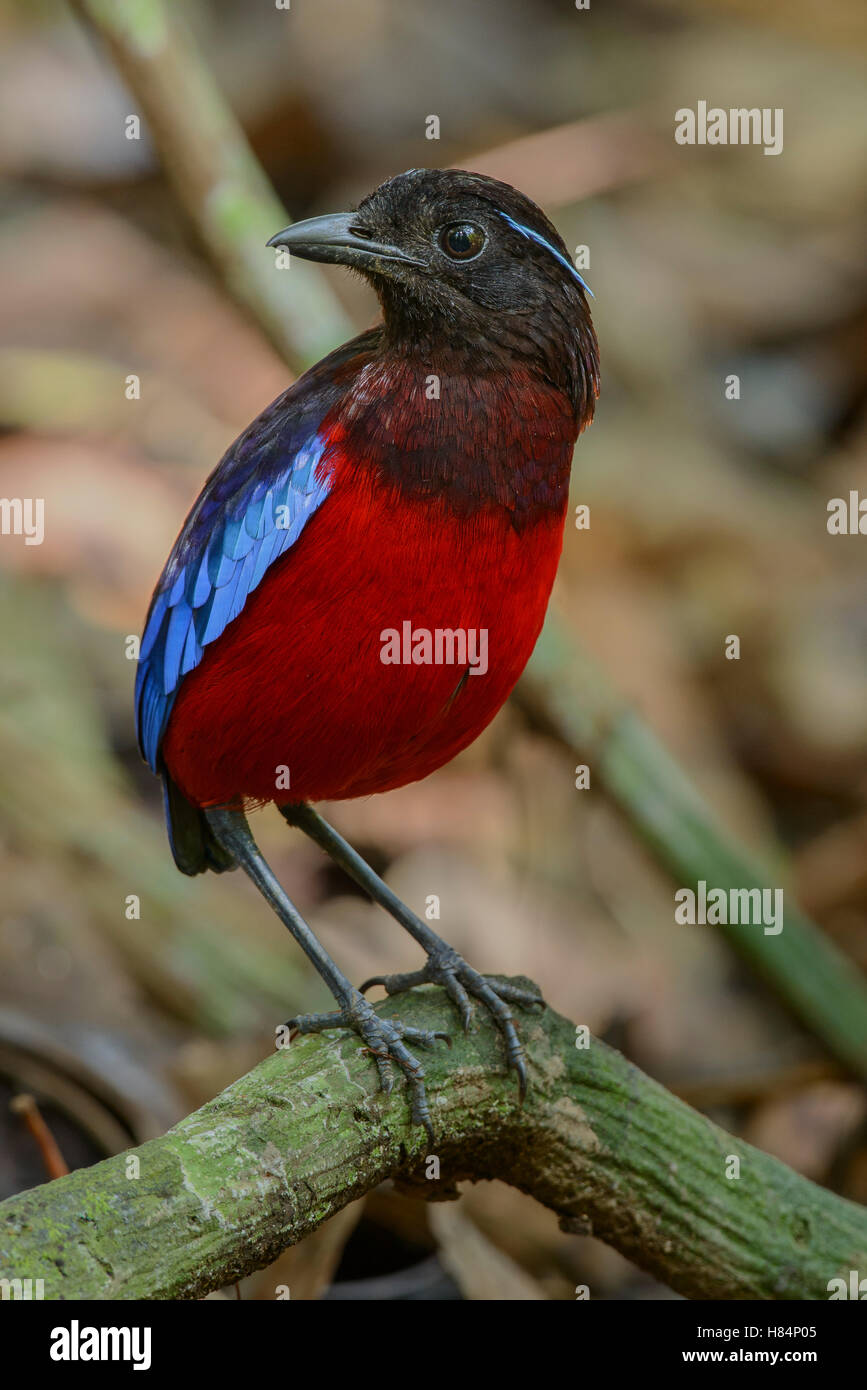 Black-headed Pitta (Erythropitta ussheri), Danum Valley Field Centre ...