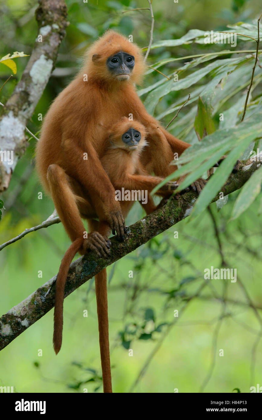 Red Leaf Monkey (Presbytis rubicunda)and young, Danum Valley Field ...