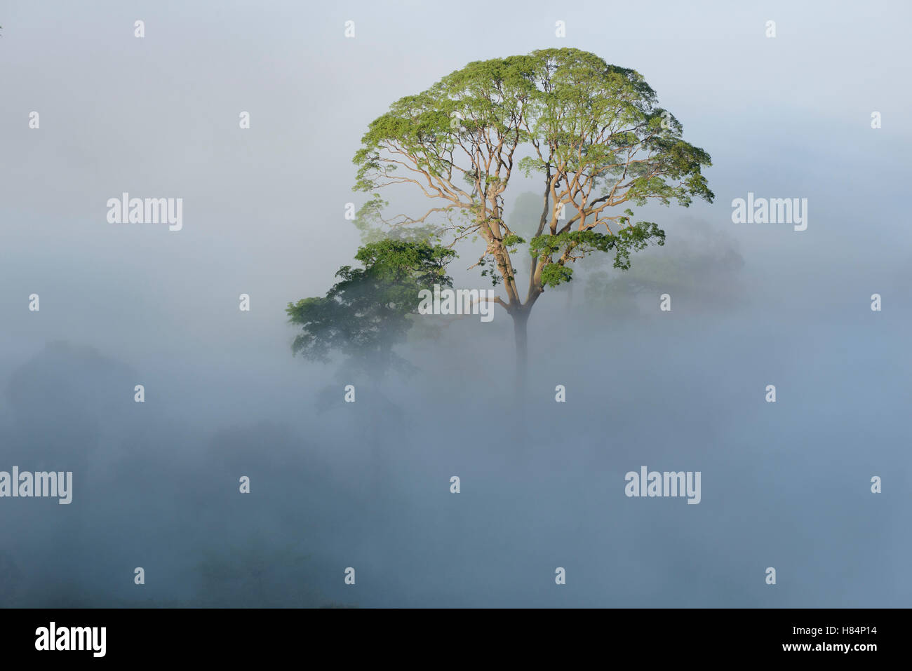 Tualang (Koompassia excelsa) emergent tree towering above the mist ...