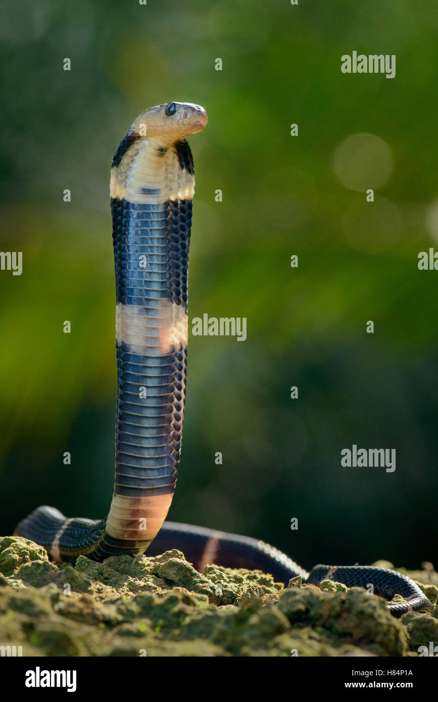 Equatorial spitting cobra naja sumatrana hi-res stock photography and images - Alamy