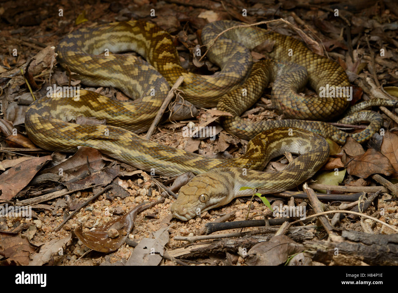 Amethythine Scrub Python (Morelia amethistina), Iron Range National ...