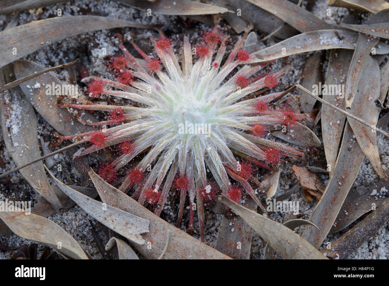 Sundew (Drosera sp), Jardine River, Australia Stock Photo - Alamy