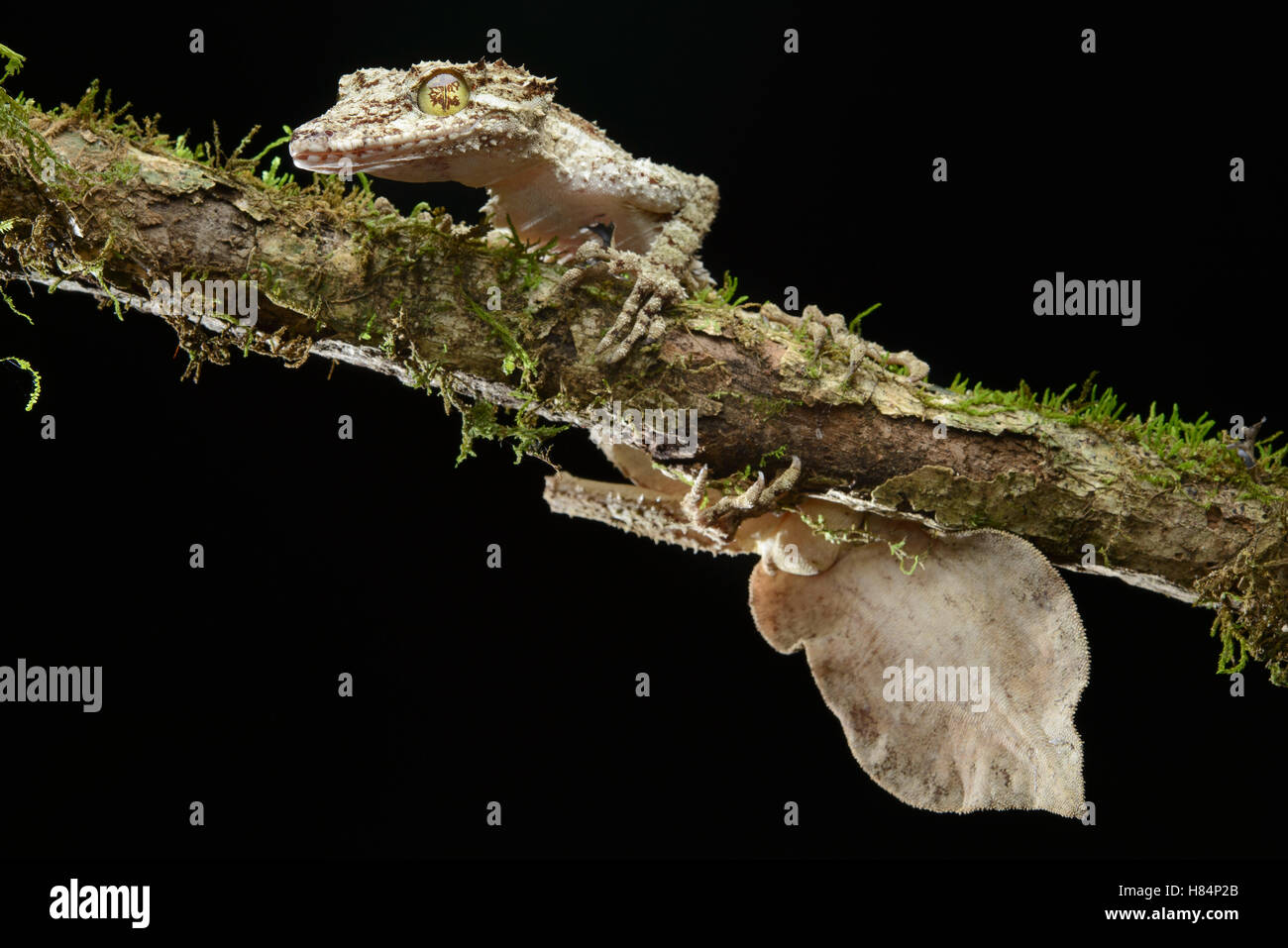 Northern Leaf-tailed Gecko (Saltuarius cornutus), Mount Hypipamee ...