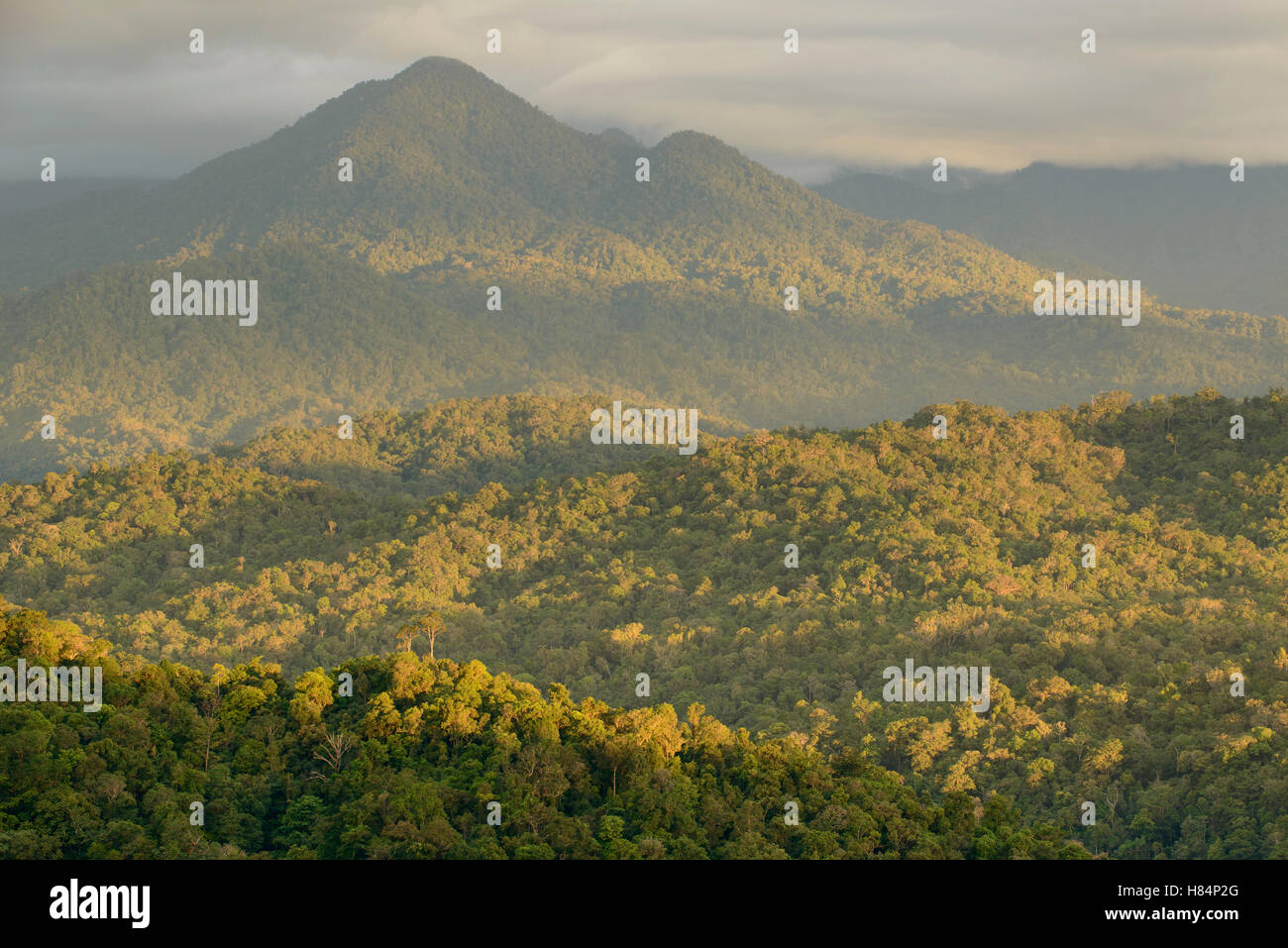 Virgin rainforest, Gunung Gamei, Nabire, Kobowre Mountains, Papua New ...